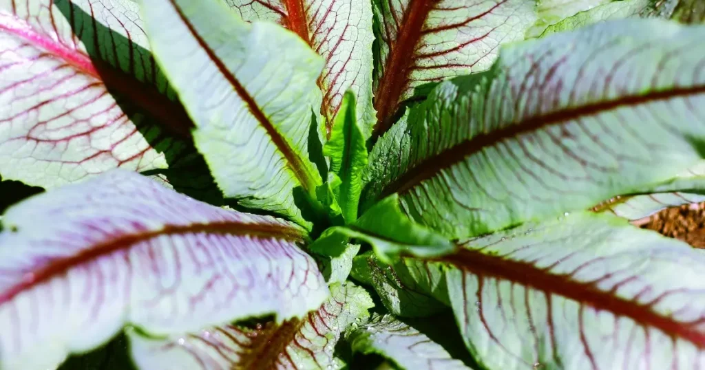 Descubra os Benefícios Surpreendentes do Almeirão-Roxo: uma fonte de ...